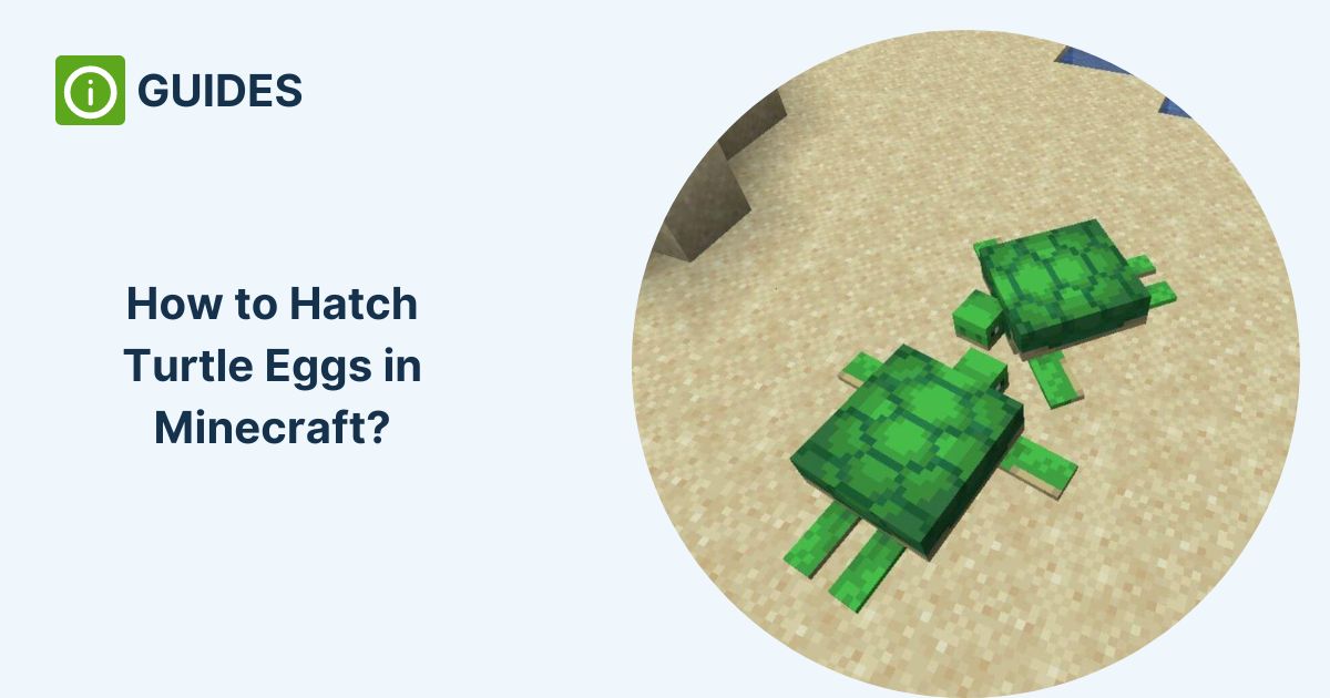 How To Hatch Turtle Eggs In Minecraft And What To Do With Them